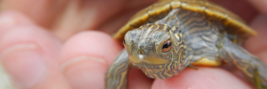 Helping the Northern Map Turtle – St. Clair Region Conservation Authority